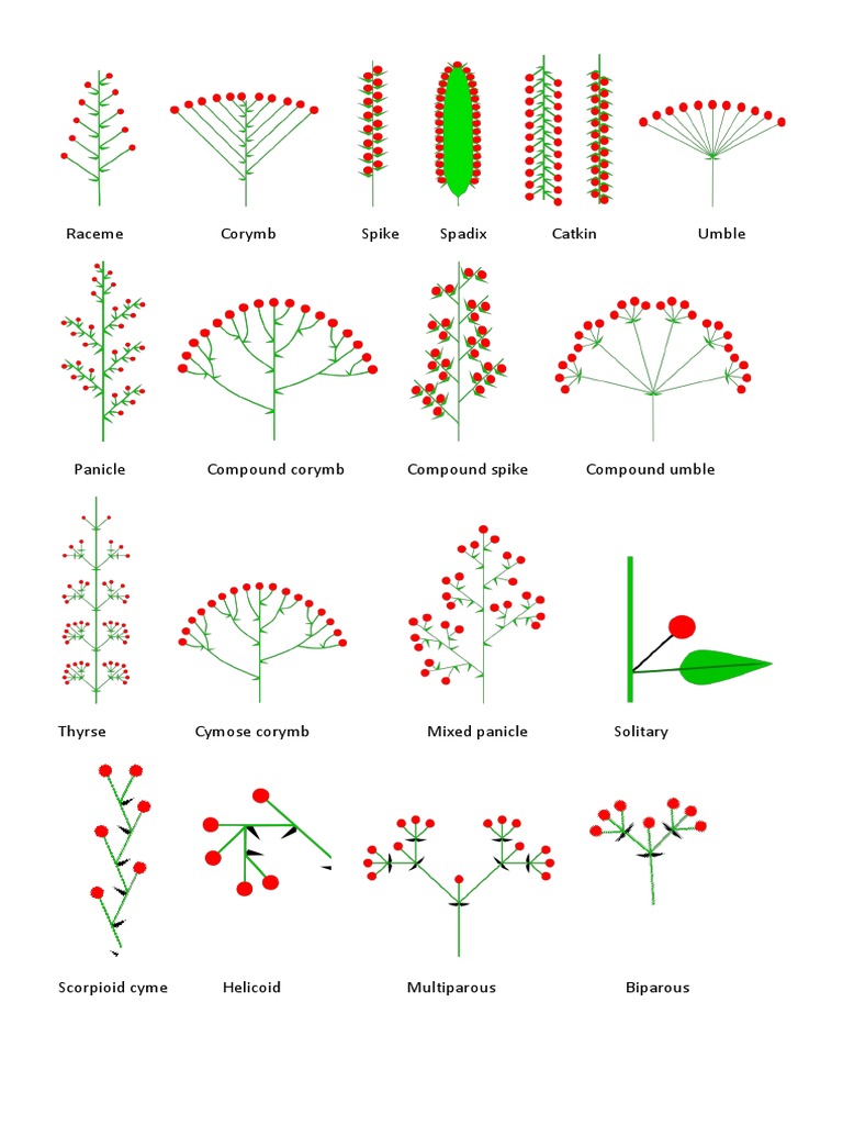 Raceme and Corymb Structures Explained | PDF