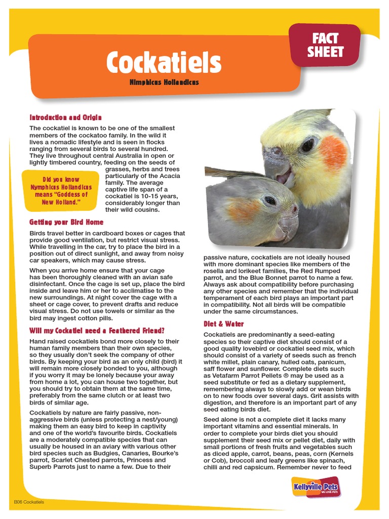 BR06+Cockatiel+ +Fact+Sheet | Download Free PDF | Birds | Paravians
