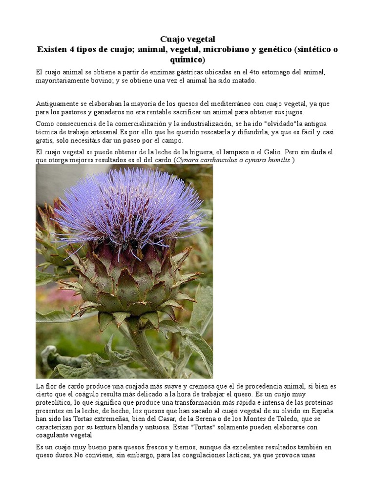 Cuajo Vegetal: Tipos y Elaboración | PDF | Queso | Productos lácteos