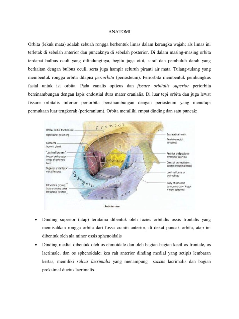 Anatomi Orbita dan Struktur Mata | PDF