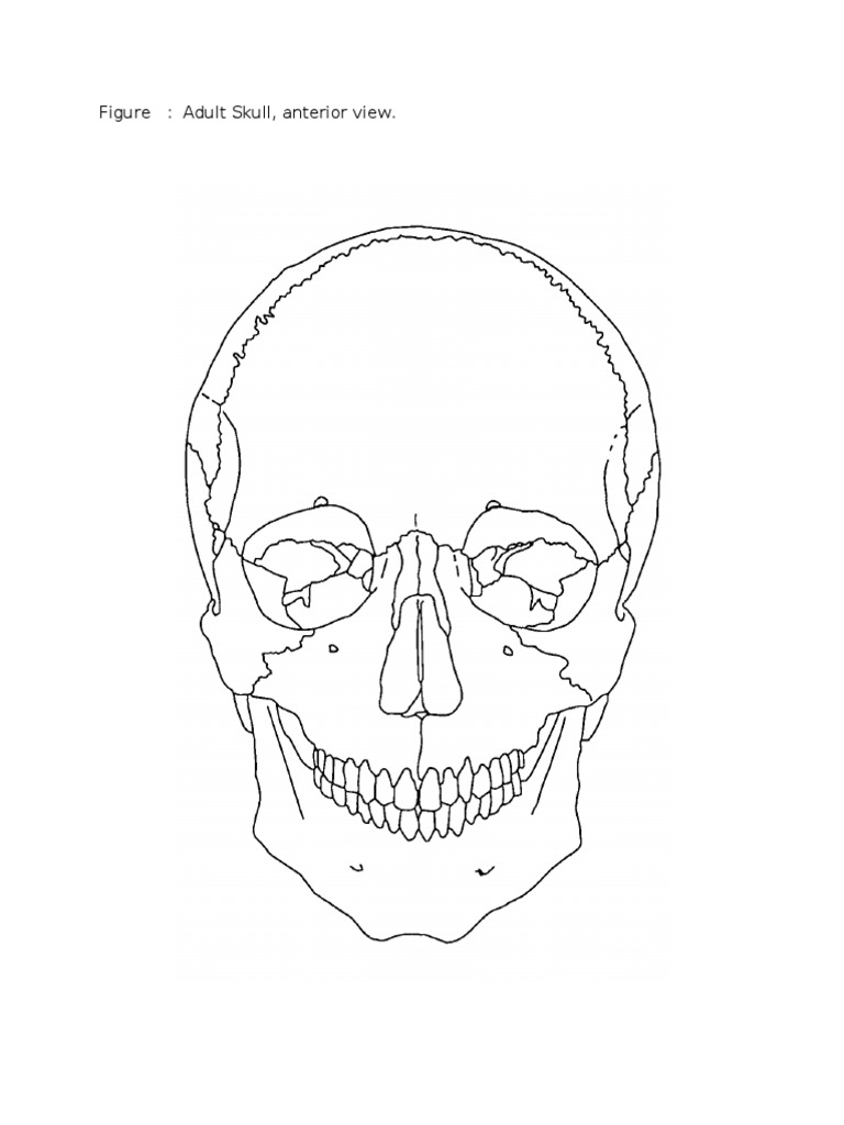 Adult Skull Anterior View Diagram | PDF | Anatomical Terms Of Location ...