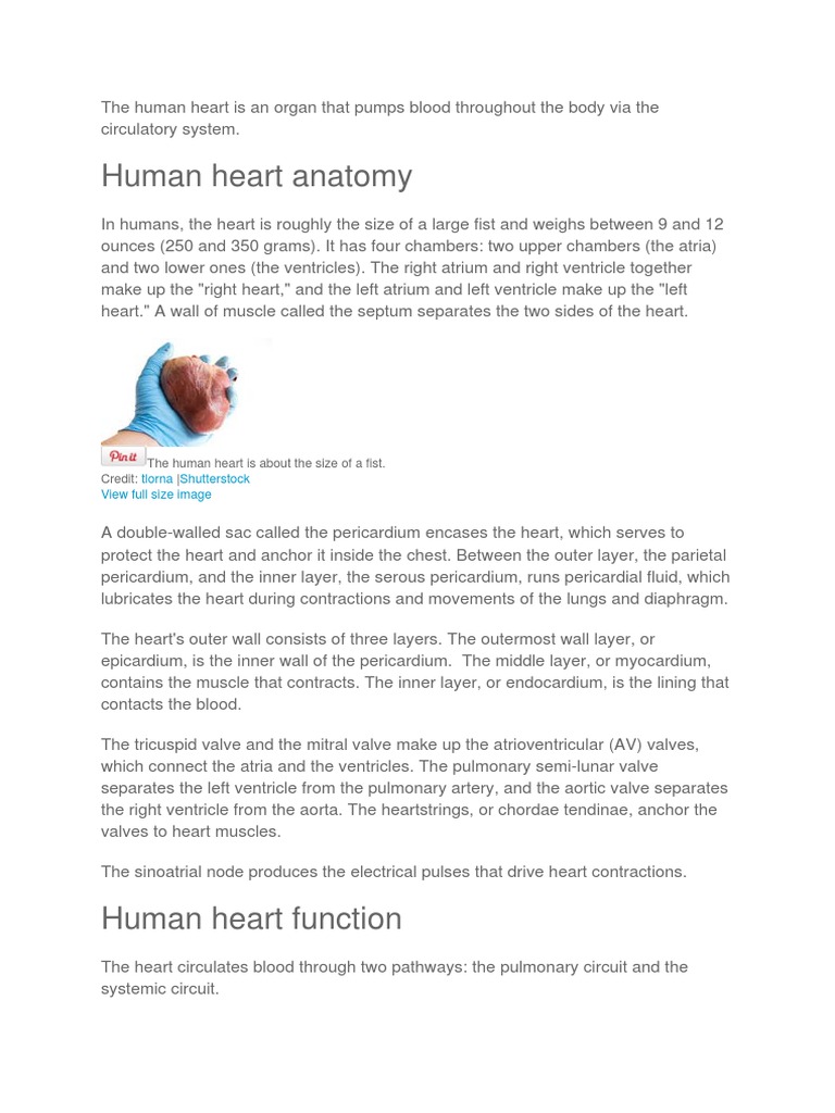 Function Human Heart | PDF | Heart | Heart Valve