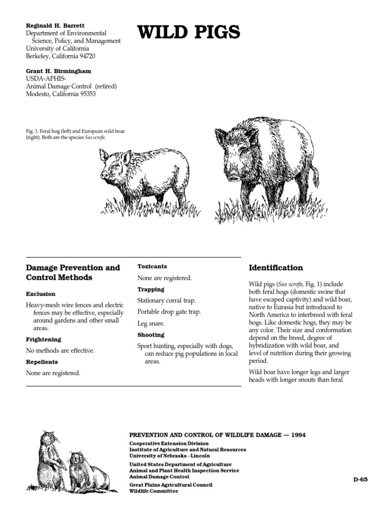 Wild Pigs PDF | Pig | Wild Boar