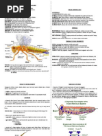 Insects Identification Key PDF | PDF | Fly | Insects