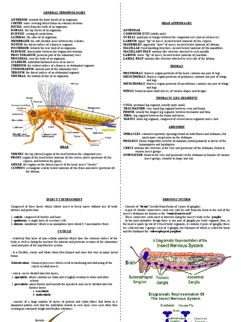 Entomology Lab Handouts | PDF | Insects | Circulatory System