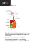 Visceras del Cuerpo Humano: Anatomía y Función | PDF | Sistema ...