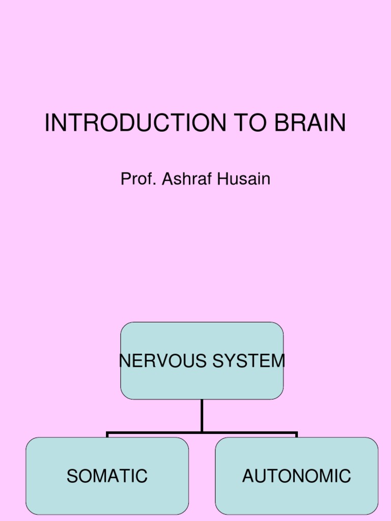 Introduction To Brain: Prof. Ashraf Husain | PDF | Cerebrum | Hippocampus