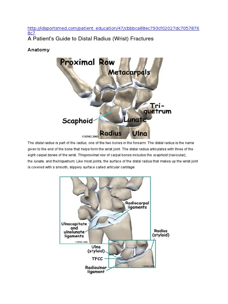 A Patient's Guide To Distal Radius (Wrist) Fractures: Anatomy | PDF ...