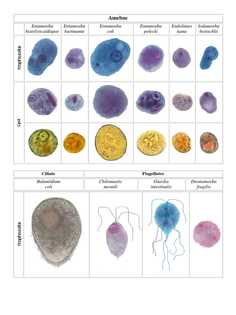 Parasite Eggs by Dr Ankit Gupta | Parasitology | Parasites Parasite Eggs by Dr Ankit Gupta | Parasitology | Parasites