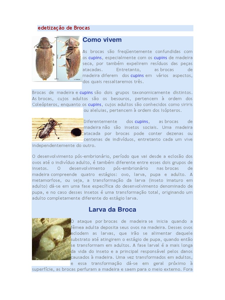 Edetização de Brocas | PDF | Madeira | Insetos