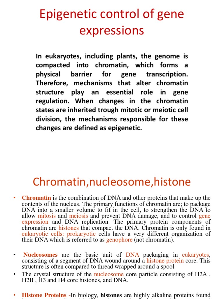 Epigenetic Control of Gene Expression | PDF | Epigenetics | Histone