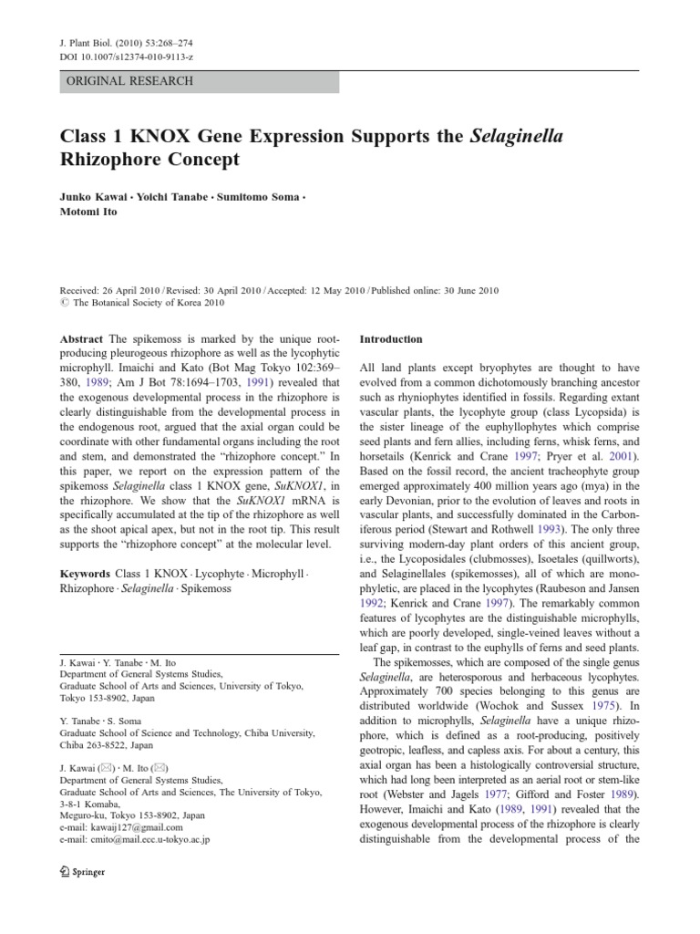 Class 1 KNOX Gene Expression Supports The Selaginella Rhizophore ...