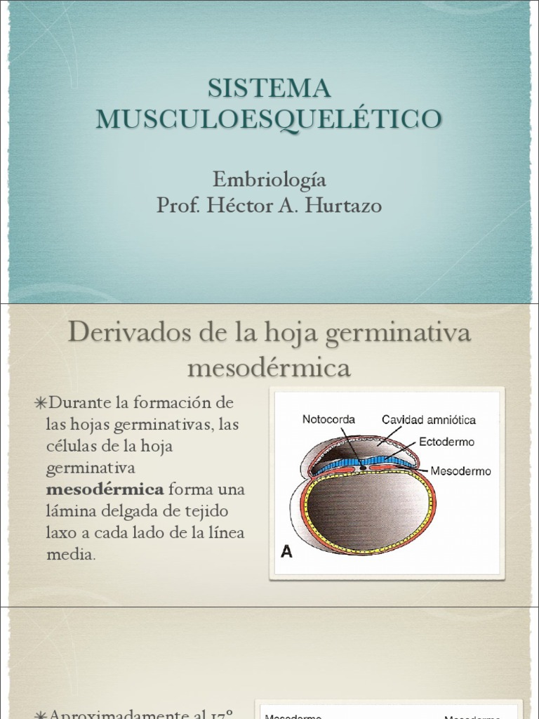Mesodermo y Derivados | PDF | Biología del desarrollo | Anatomía