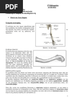 TO ΟΥΡΟΠΟΙΗΤΙΚΟ ΣΥΣΤΗΜΑ-ΑΝΑΤΟΜΙΑ | PDF