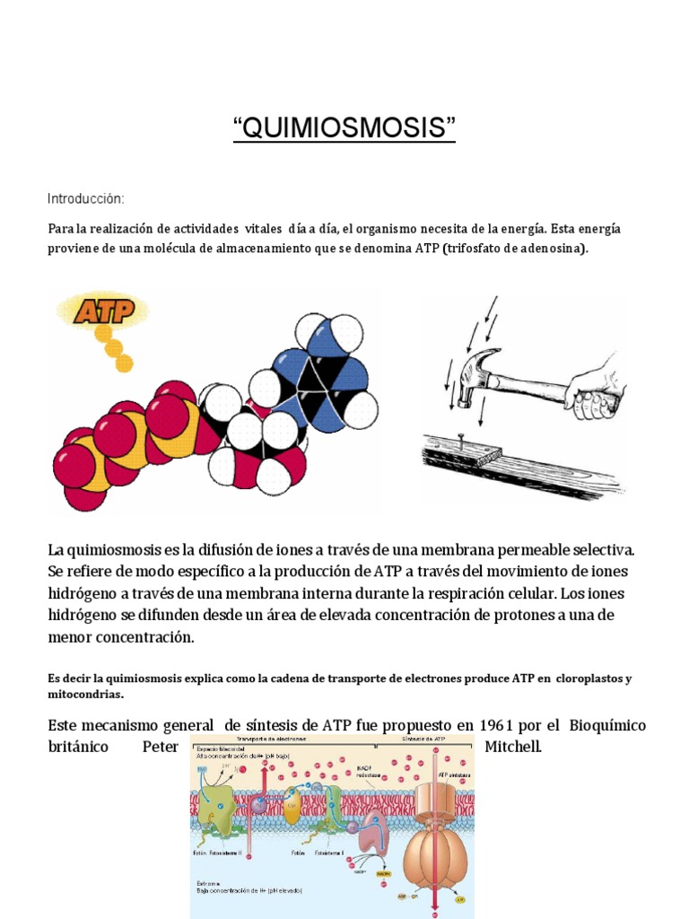 Quimiosmosis (BIOQUIMICA)