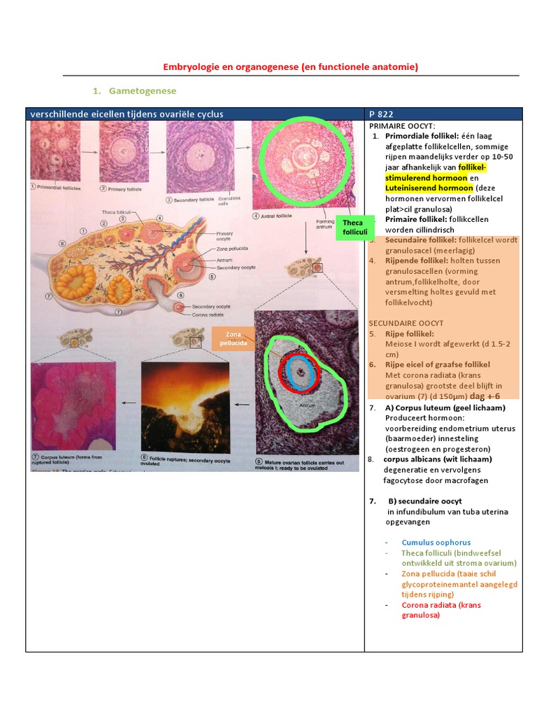 Embryologie en Organogenese