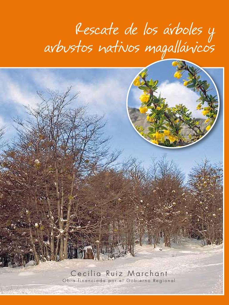 Árboles y arbustos nativos de Magallanes | PDF | Arboles | Plantas