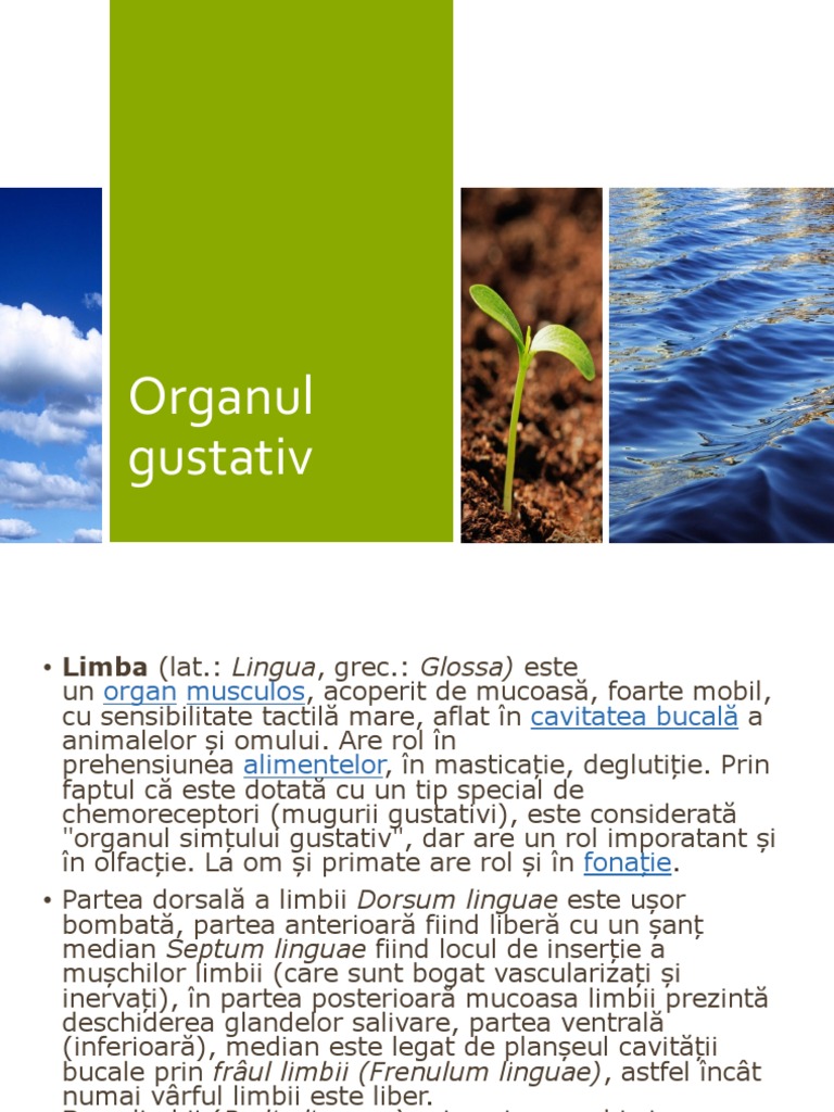 Organul Gustativ | PDF