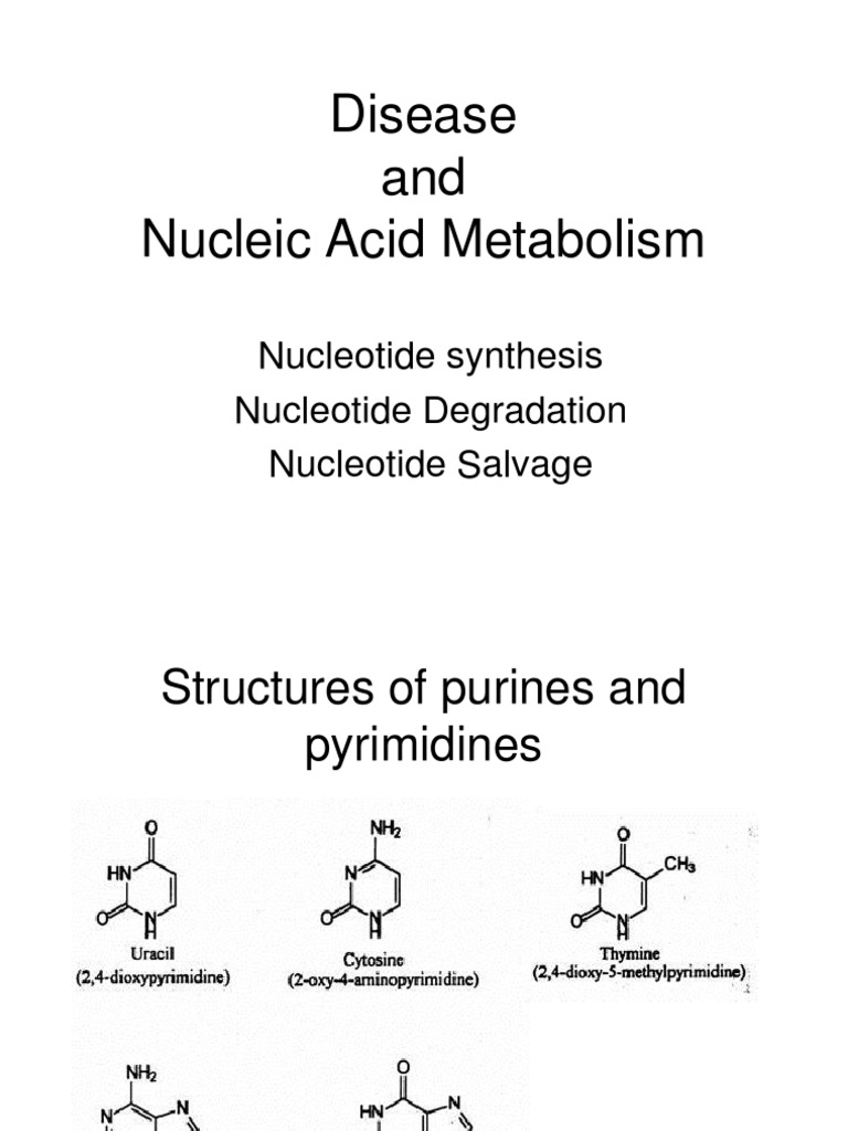 Degradation of Nucleic Acids | Nucleotides | Organic Compounds