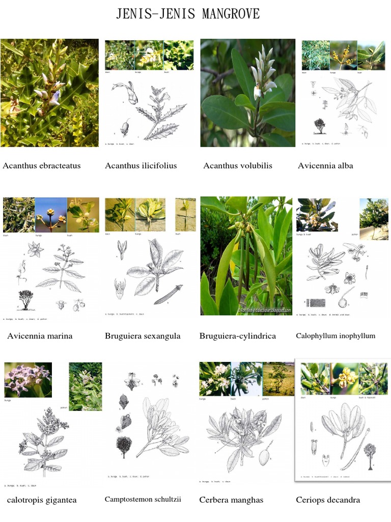 Jenis Jenis Mangrove | PDF