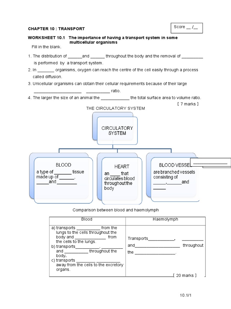 WORKSHEET 10.1 The Importance of Transport System | PDF | Blood | Lung
