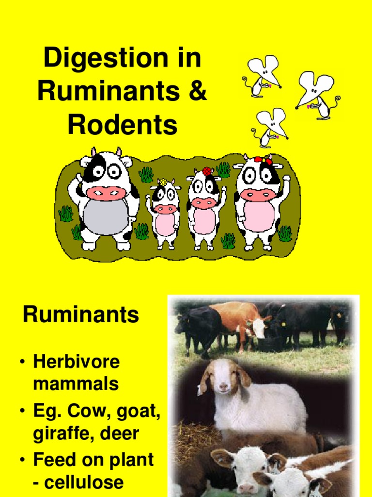 Digestion in Ruminants & Rodents | Ruminant | Digestion
