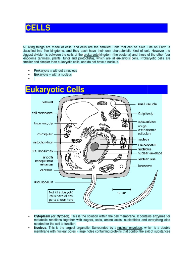 Lecture 1 - Cells Structure and Transport Mechanisms | PDF | Cell ...