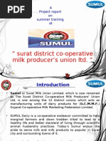 Sumul Dairy Overview and Operations | PDF | Dairy | Milk