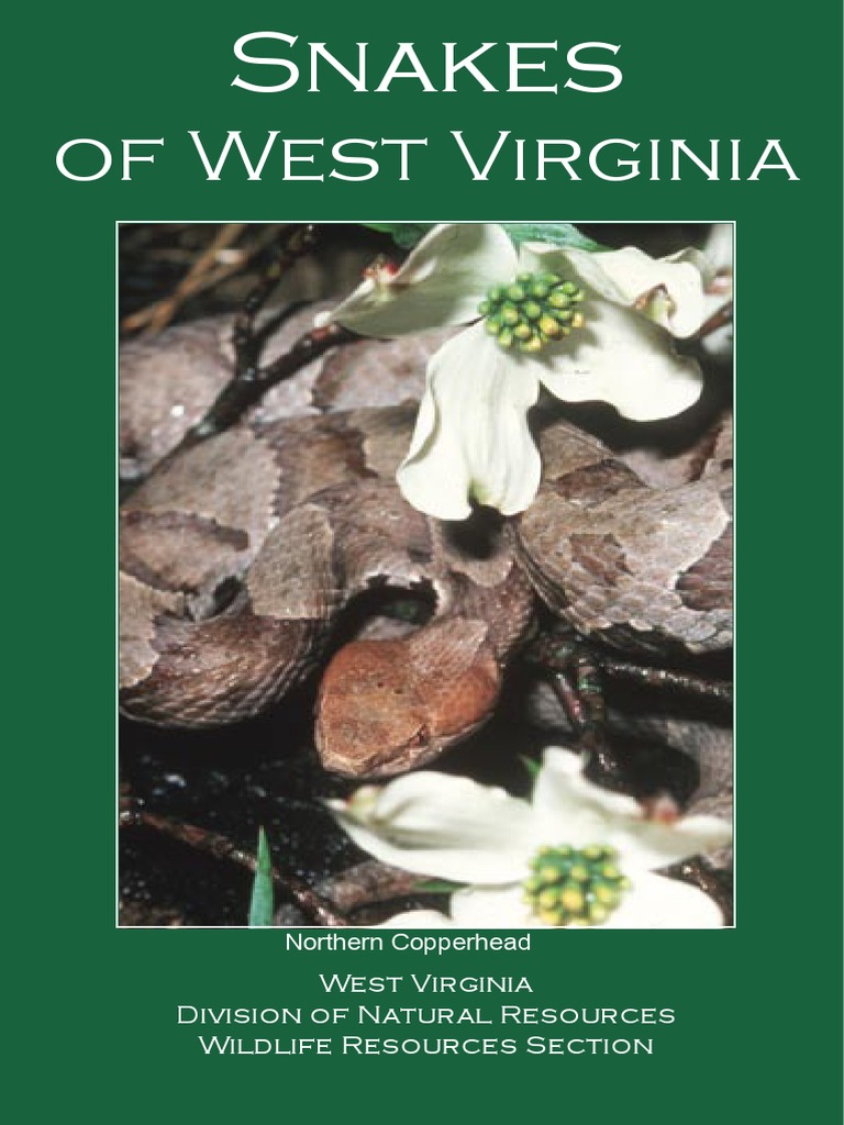 Snakes of West Virginia: Types & Facts | PDF | Snake | Reptiles Of ...