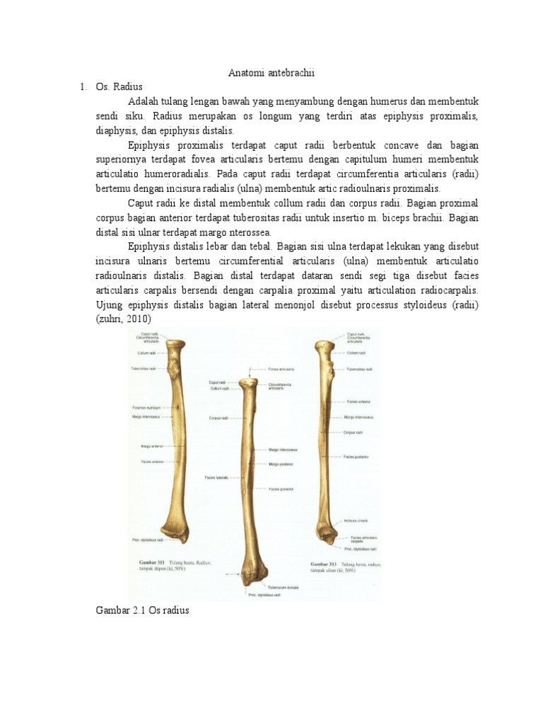 Anatomi Antebrachii | PDF