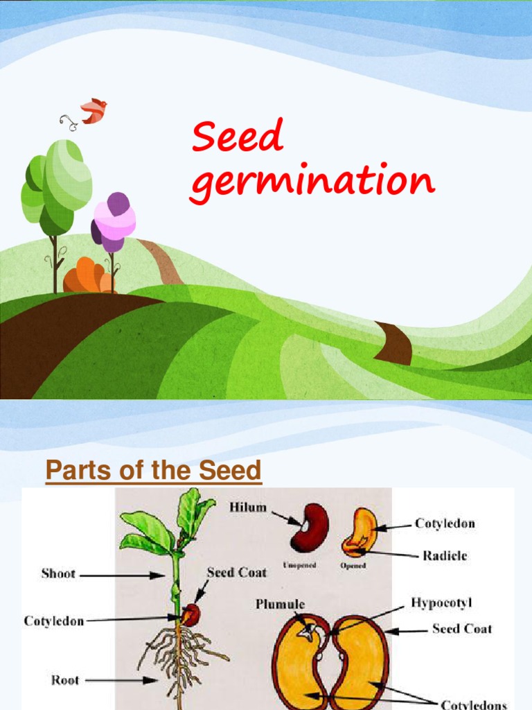 Seed Germination | PDF | Seed | Germination