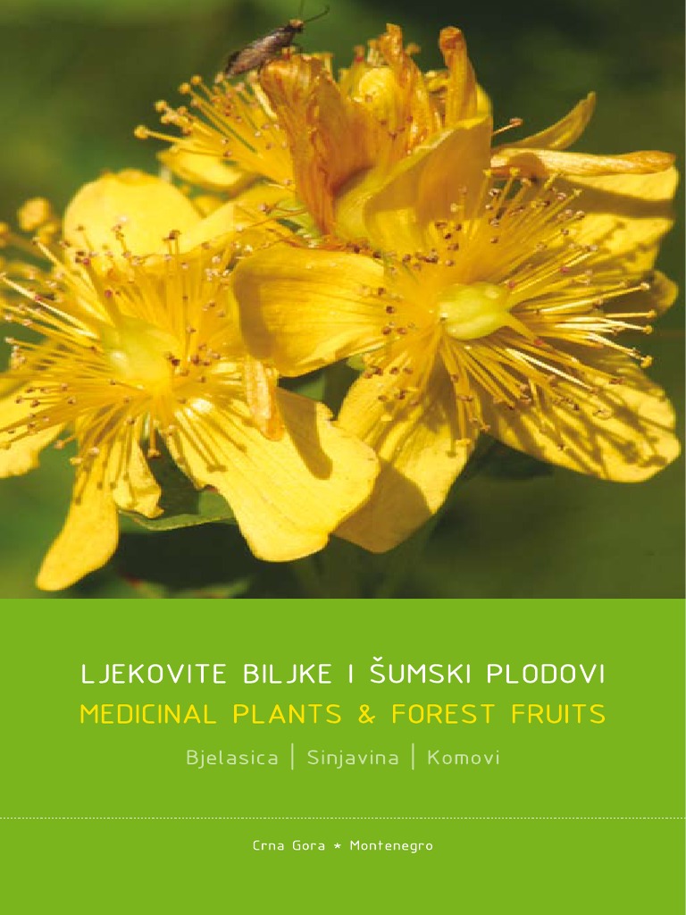 Ljekovite Biljke | PDF