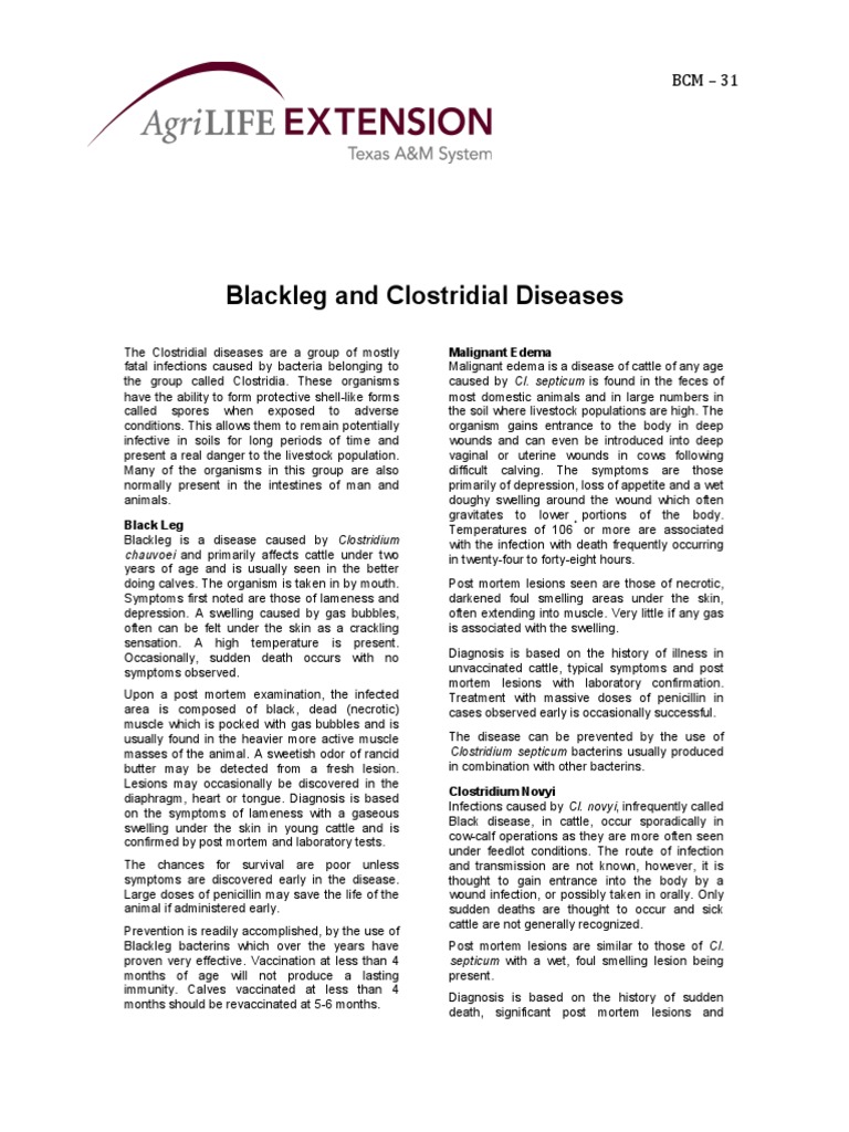 Blackleg and Clostridial Disease Overview | PDF | Infection | Cattle