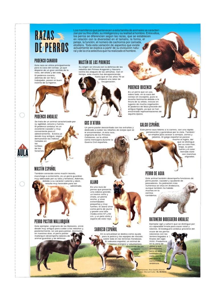 Razas de Perros | PDF | Perros | Caza