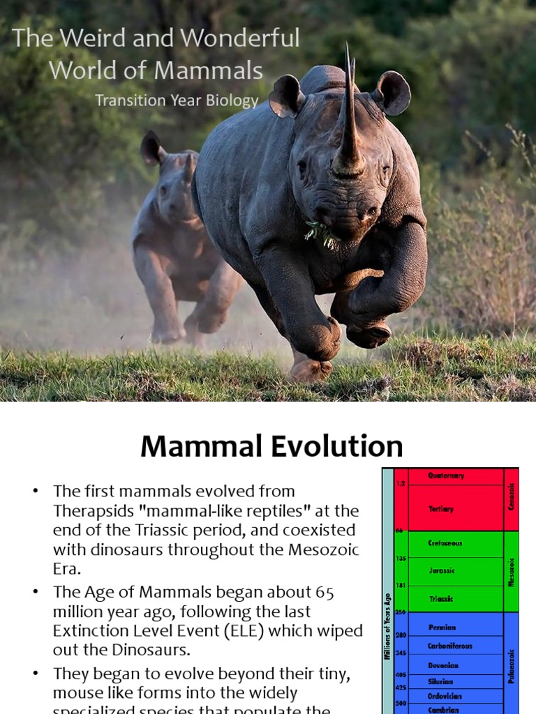 The Weird and Wonderful World of Mammals | PDF | Mammals | Marsupials