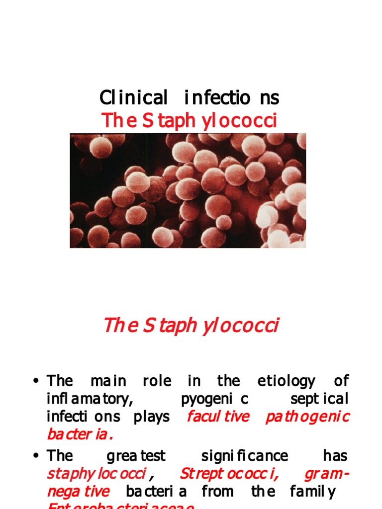 Mircrobiology Lecture - 14 Staphylococcus & Streptococcus | PDF | Streptococcus | Microbiology