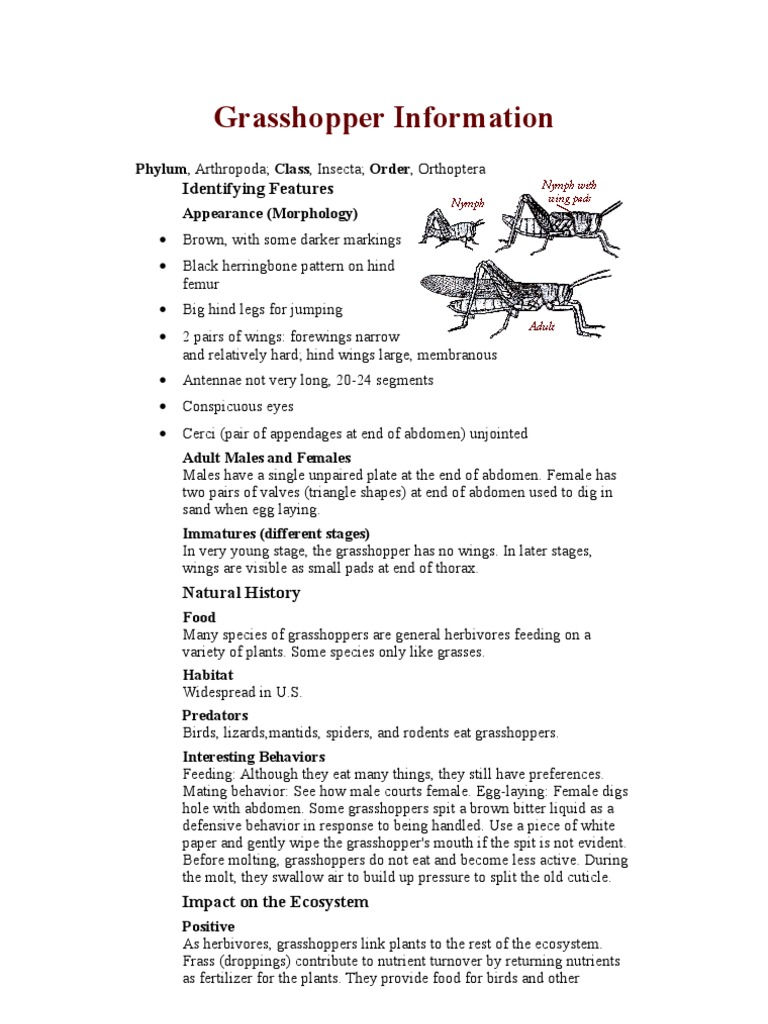 Grasshopper Characteristics and Facts | PDF | Insects | Zoology