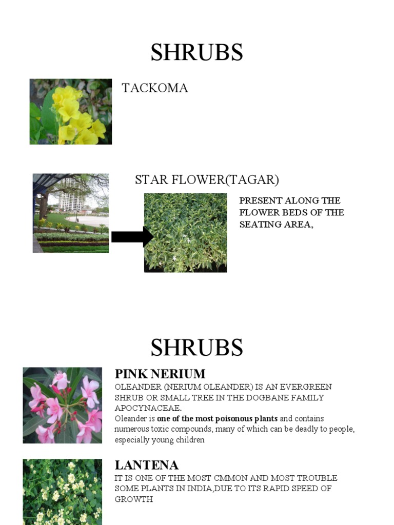 Shrubs | PDF