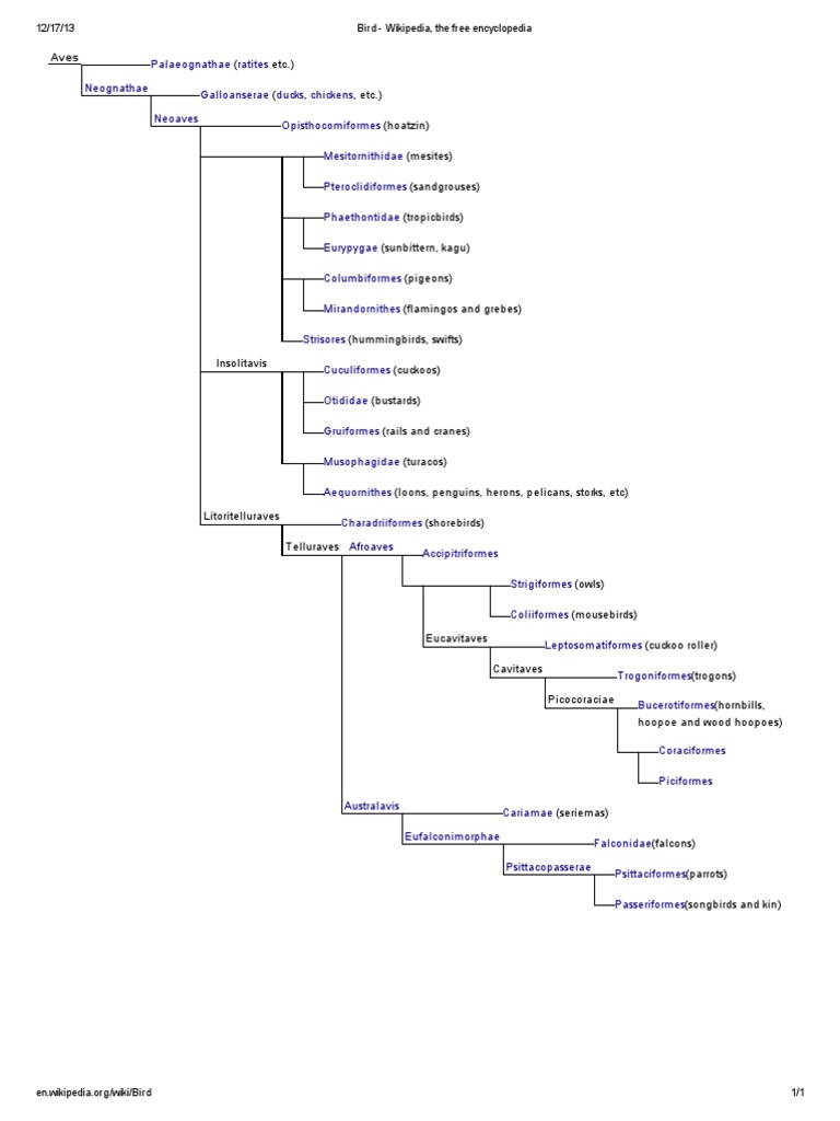 Bird - Wikipedia, The Free Encyclopedia | PDF | Social Science