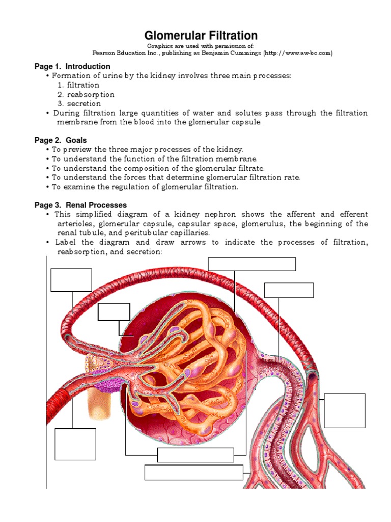 Glomerular Filtration | PDF | Anatomy | Animal Anatomy