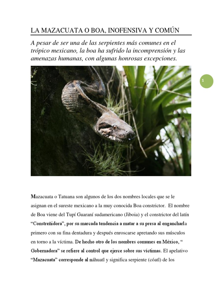 La Mazacuata | PDF | Serpiente | México