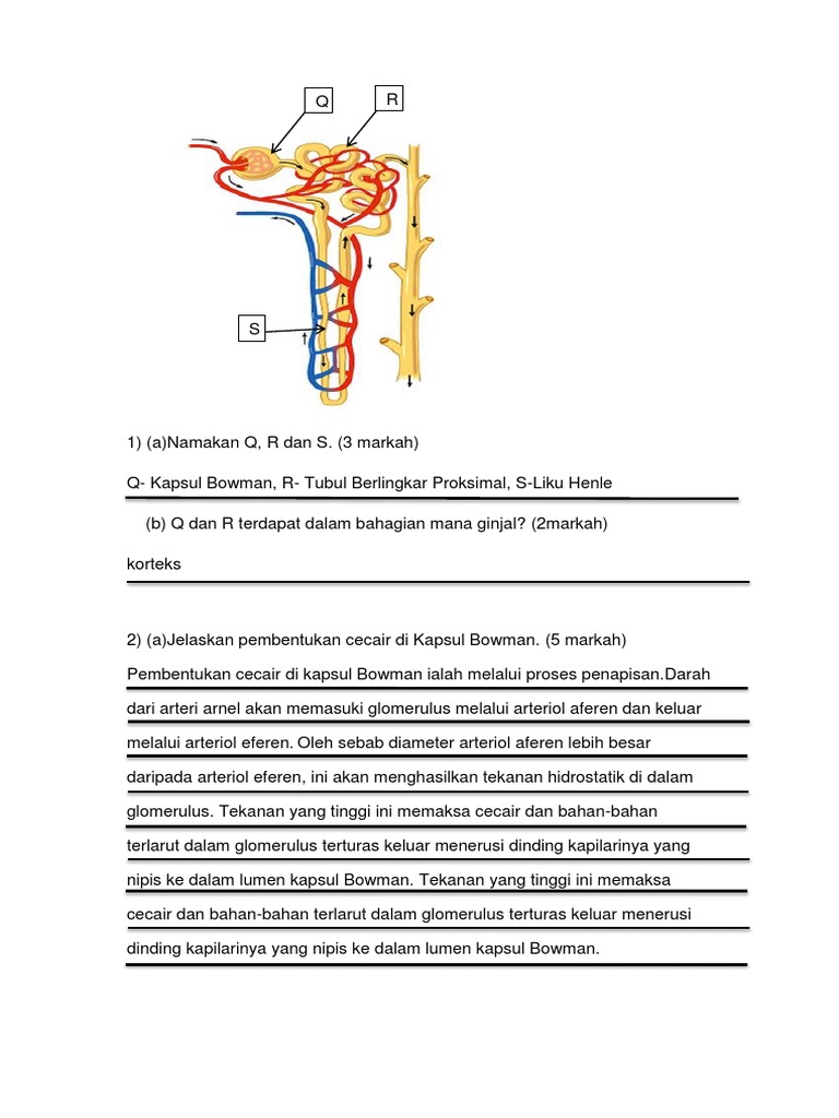 Latihan Soalan Sistem Urinari | PDF | Sains & Matematika