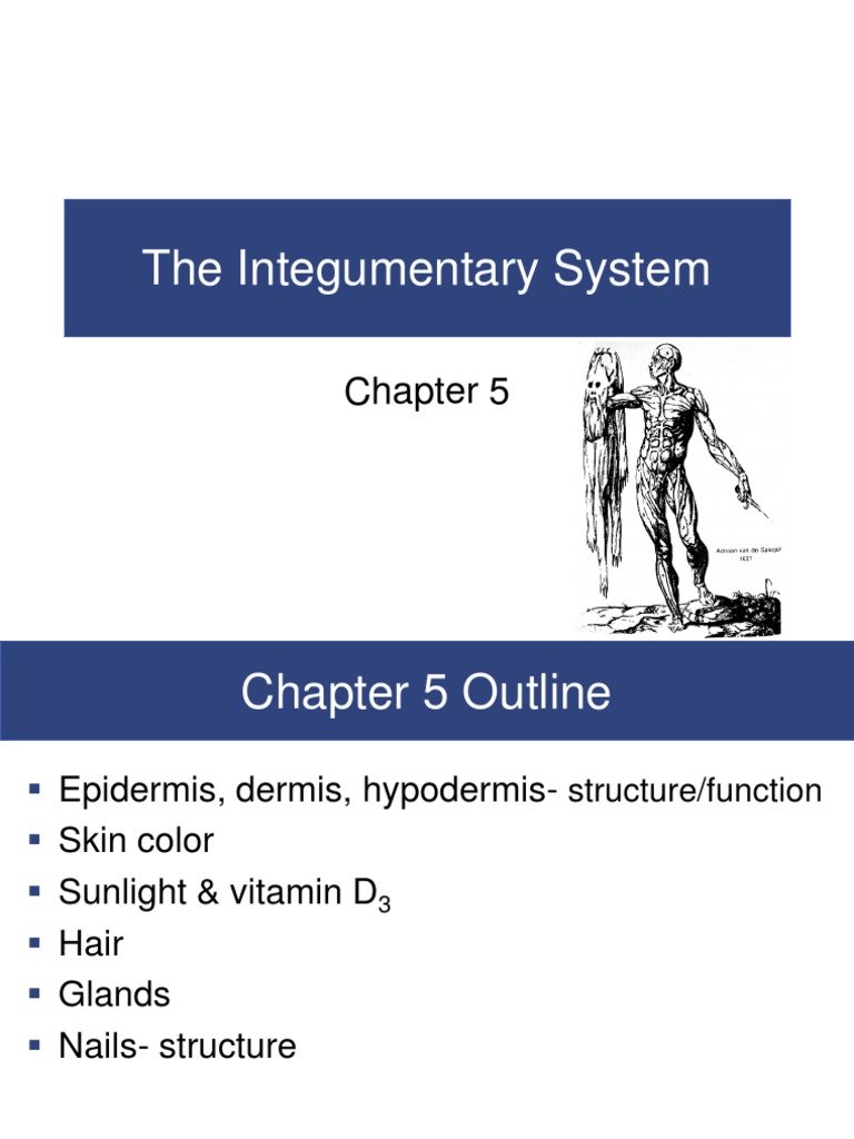 Chapter 5 Integumentary System.pdf | Integumentary System | Skin