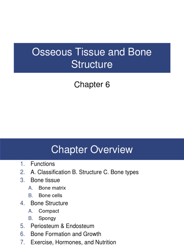 Chapter 6 Osseous Tissue and Skeletal Structure | PDF | Bone | Osteoblast