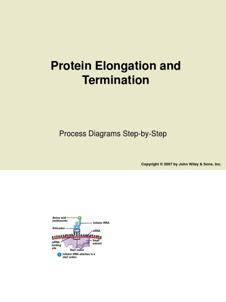Protein Elongation and Termination: Process Diagrams Step-by-Step | PDF ...