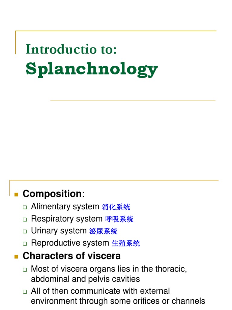 Introductio To:: Splanchnology | PDF | Lung | Larynx