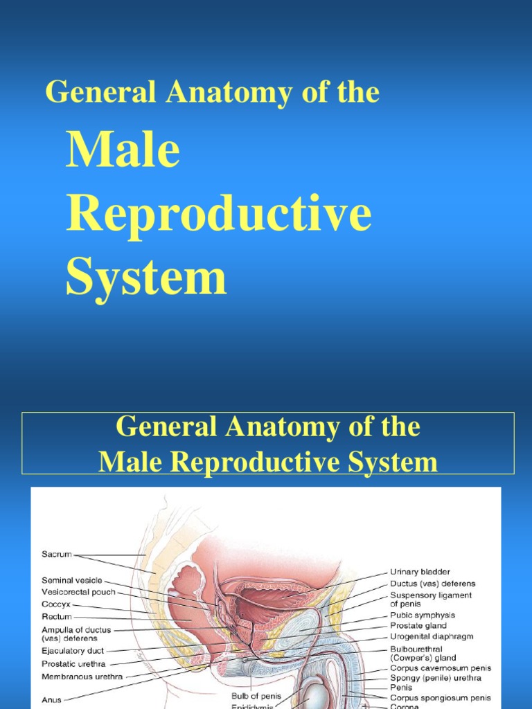 General Anatomy of The: Male Reproductive System | PDF | Semen | Sexual ...