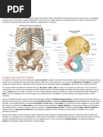 Pelve e Períneo | PDF | Pélvis | Anatomia