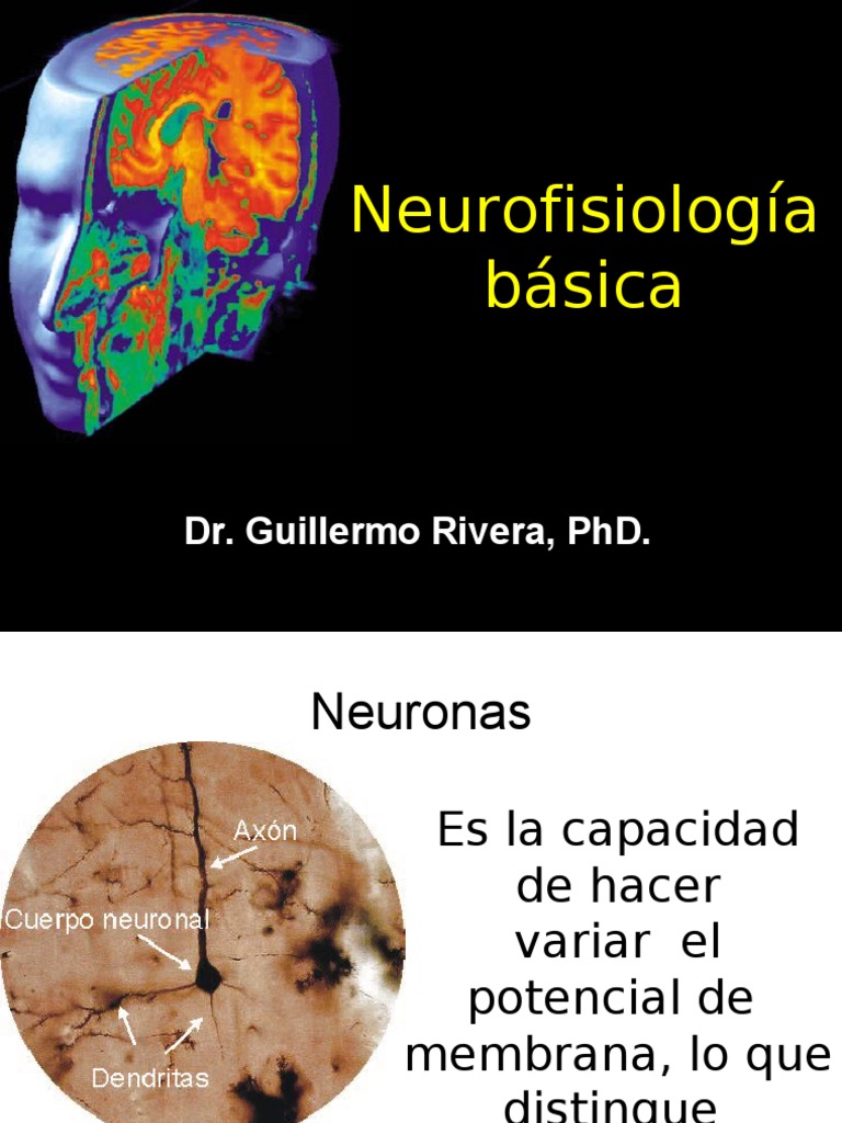 Neurofisiología básica