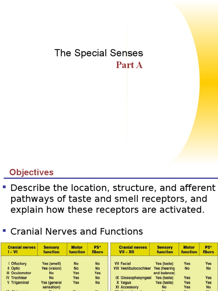 Special Senses Part 1 (Taste & Smell) | PDF | Taste | Olfaction